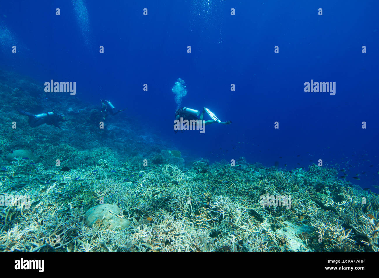 Scuba diving over coral reef at Maratua Island, Kalimantan Stock Photo ...