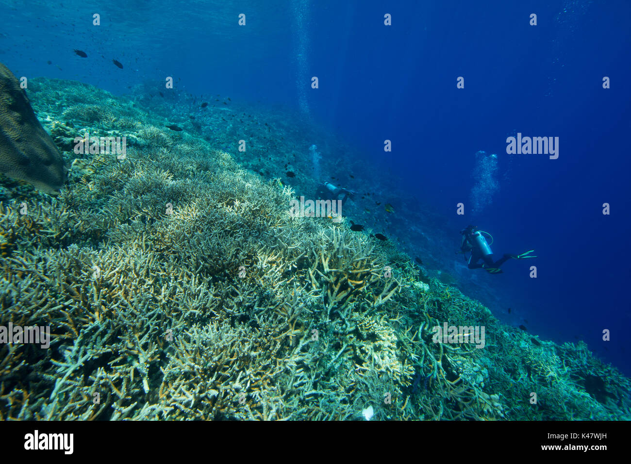 Scuba diving over coral reef at Maratua Island, Kalimantan Stock Photo ...