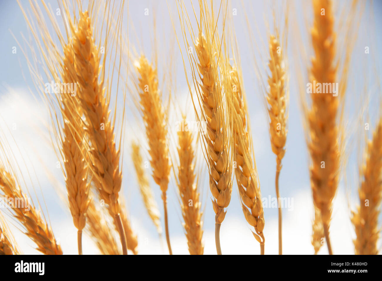 Wheat plantations hi-res stock photography and images - Alamy