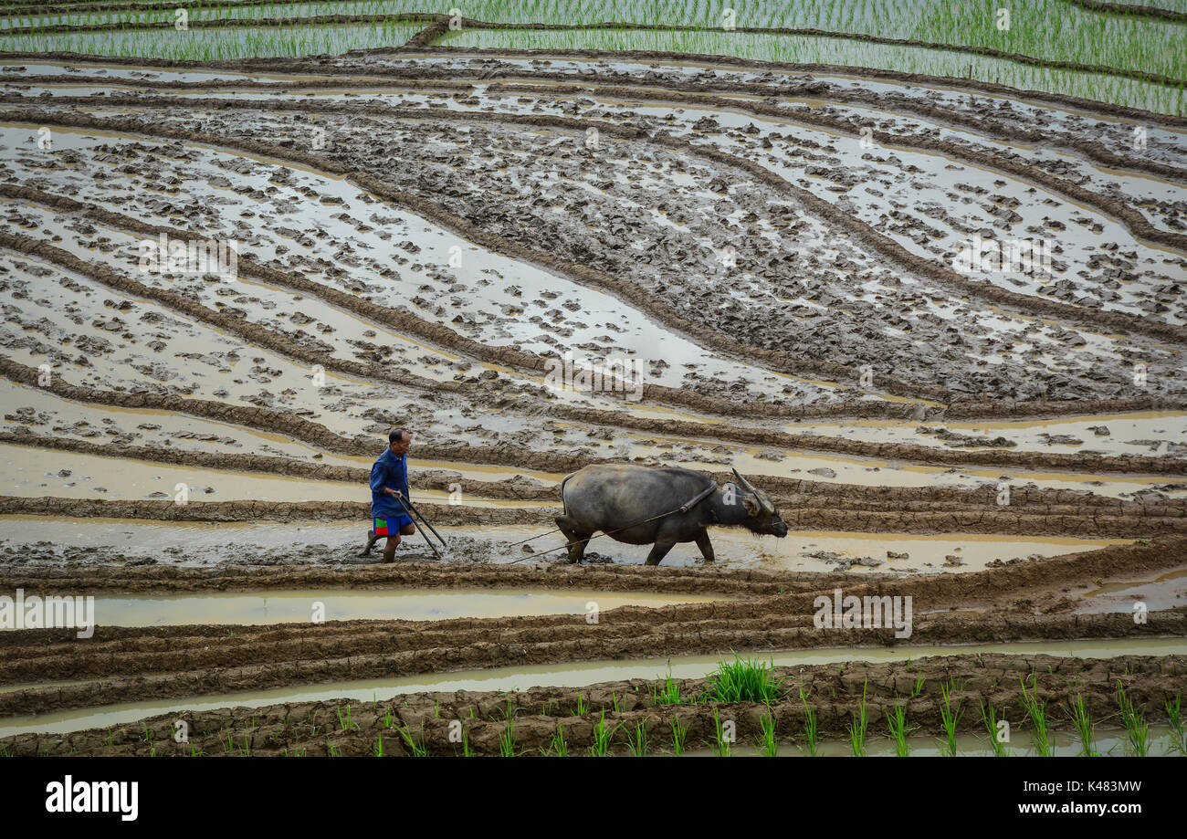 Lao Cai, Vietnam - Jun 1, 2016. A Hmong man working on terraced rice ...