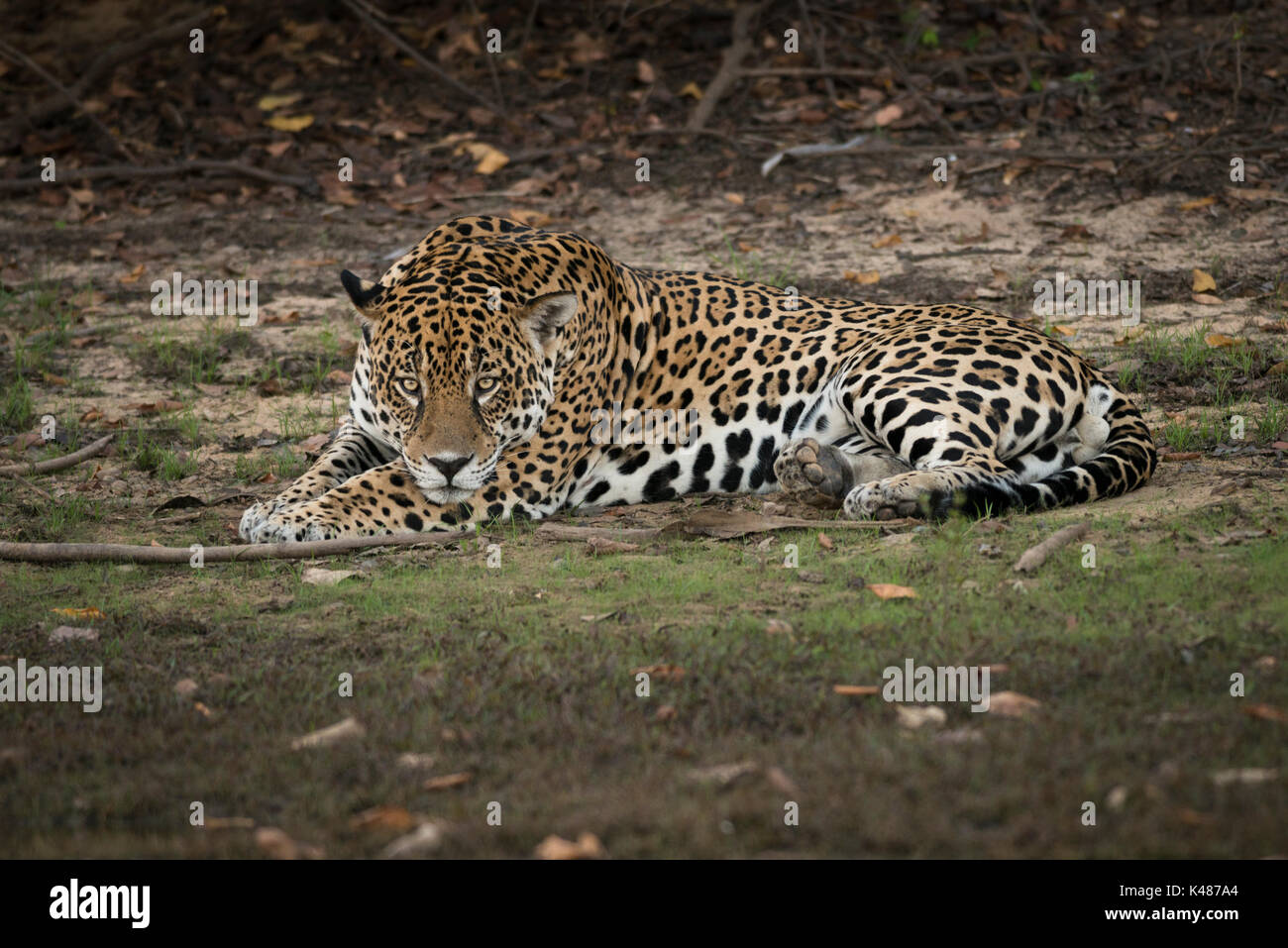 Male Jaguar Stock Photos & Male Jaguar Stock Images - Alamy
