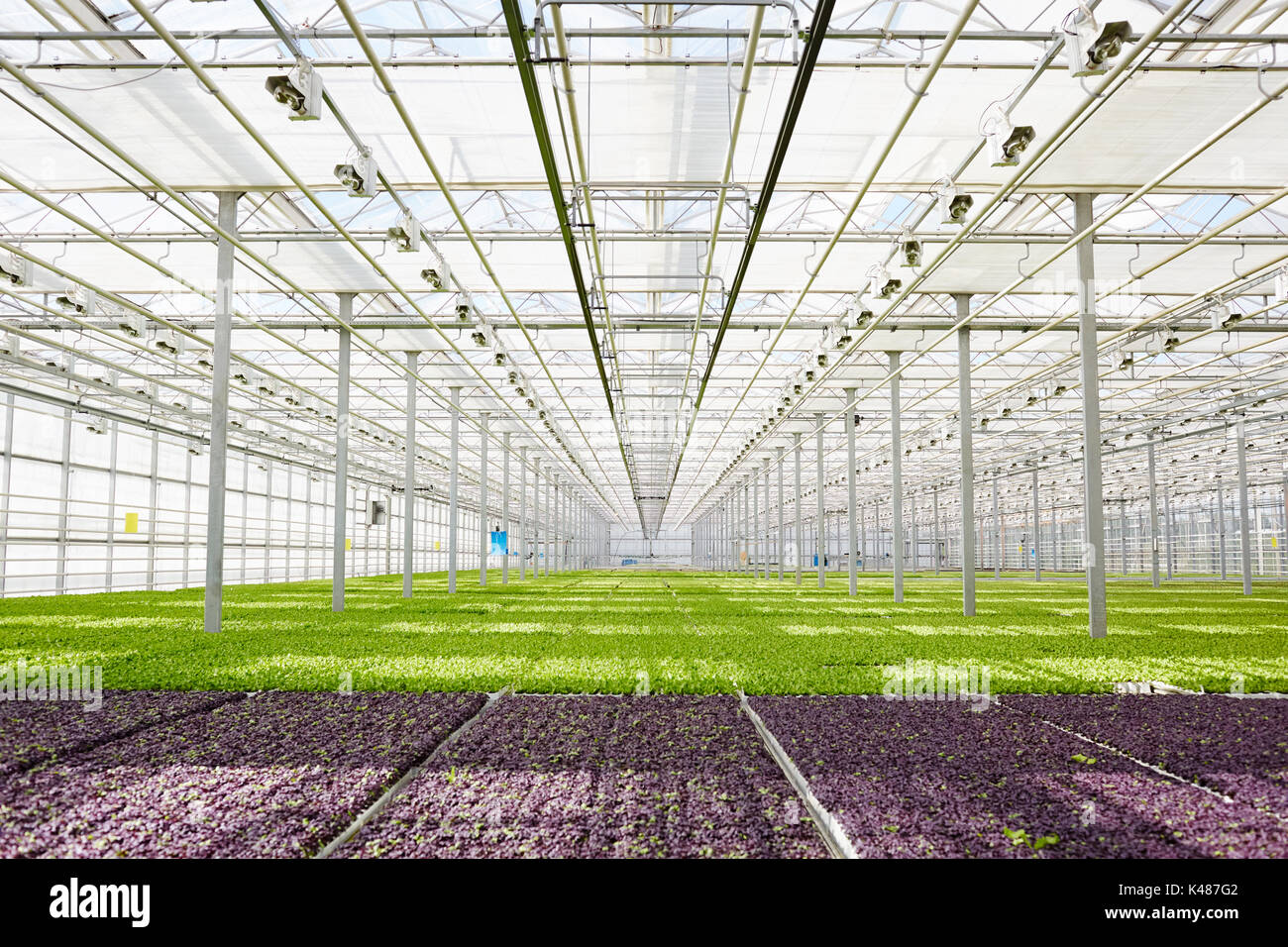 Glasshouse plants hi-res stock photography and images - Alamy