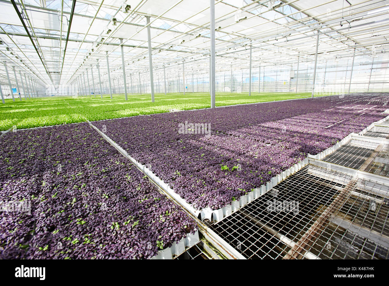 Herbs the farm hi-res stock photography and images - Alamy