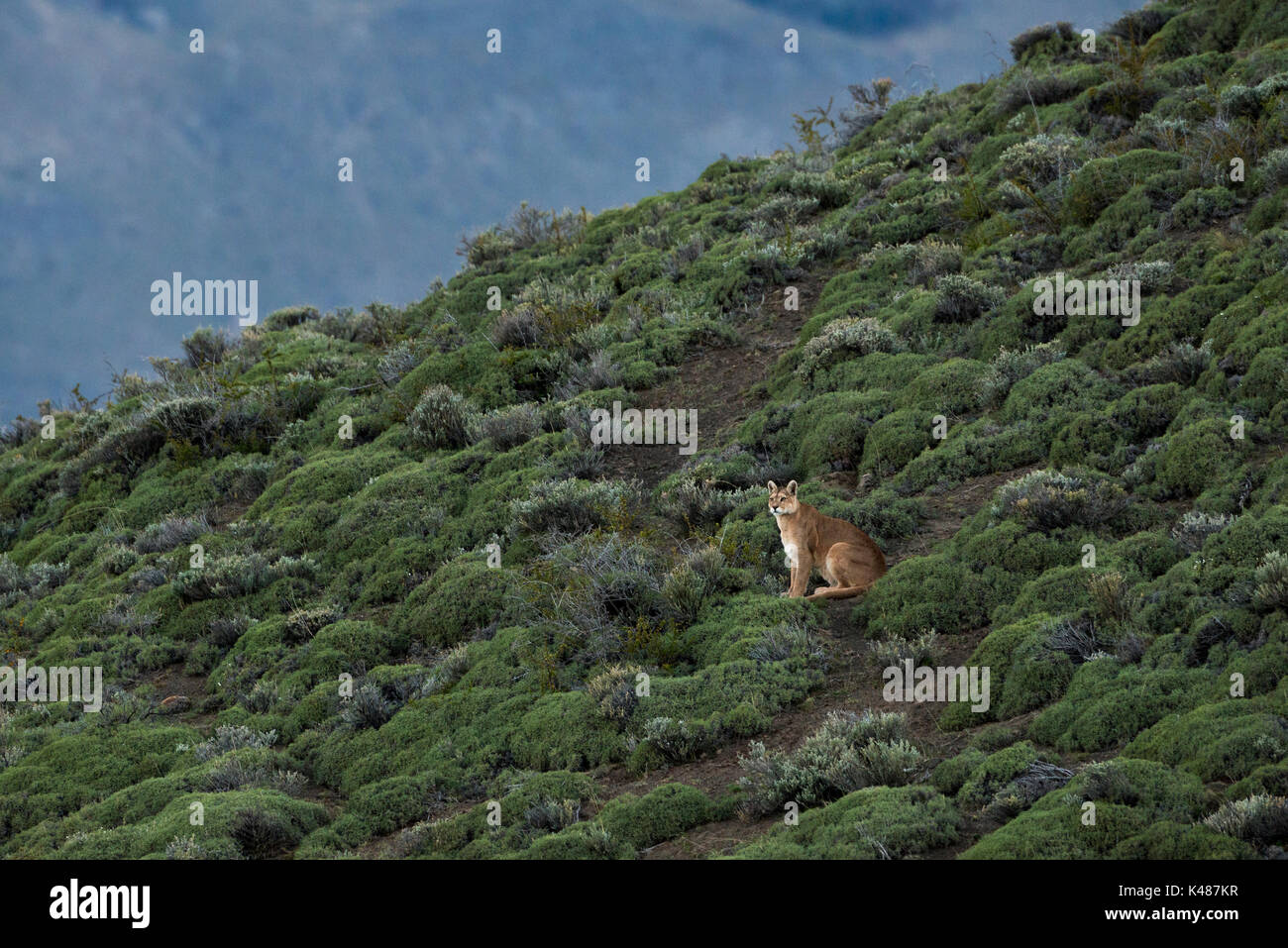 Wild Puma (Puma concolor) from Torres del Paine, Chile Stock Photo - Alamy