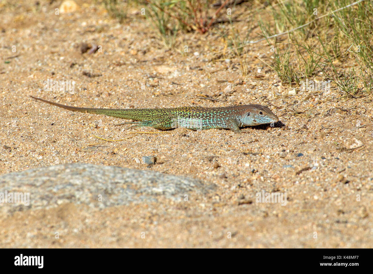 Whiptail lizard hi-res stock photography and images - Alamy