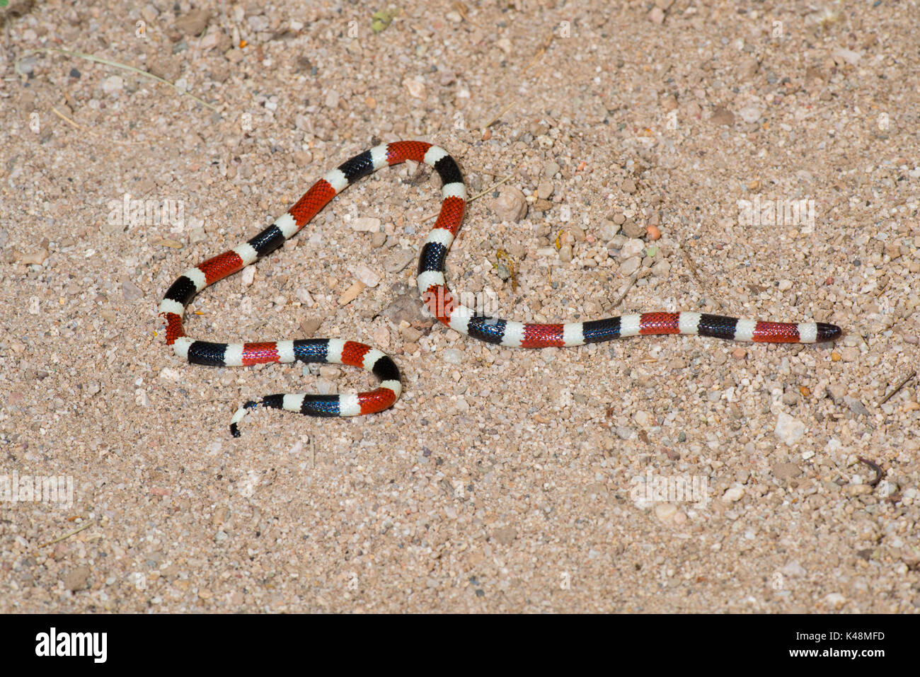 Sonoran Coralsnake Micruroides euryxanthus euryxanthus Tucson, Arizona ...
