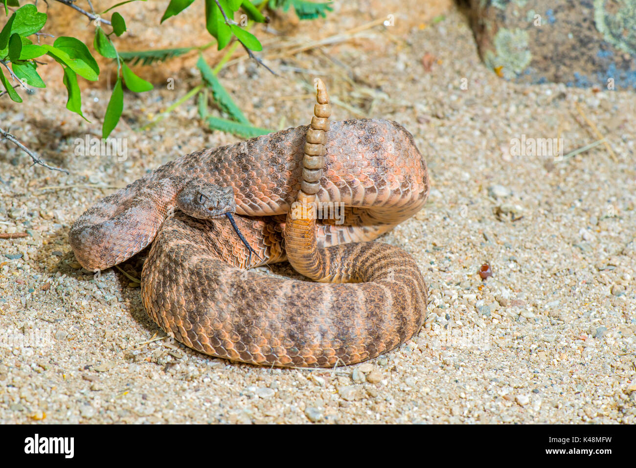 Tiger Rattlesnake Crotalus tigris Tucson, Pima County, Arizona, United ...