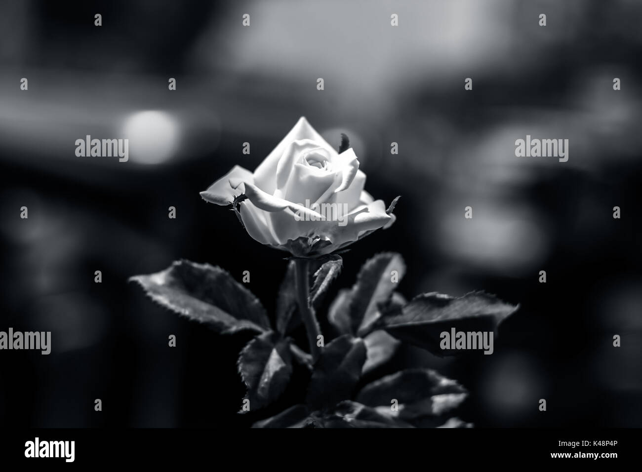 Single red rose of autumn Stock Photo - Alamy