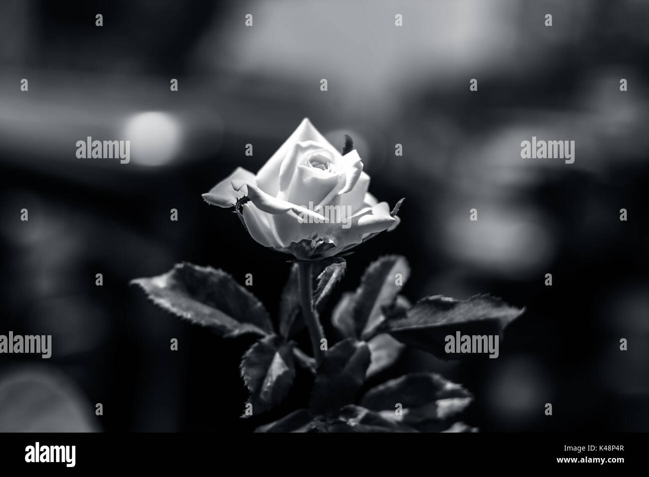 a yellow rose of spring Stock Photo - Alamy