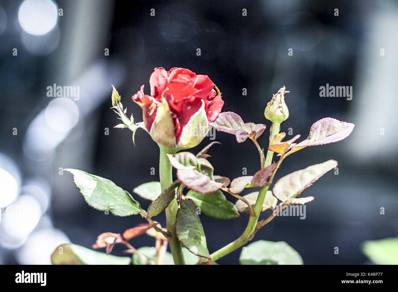 Single red rose of autumn Stock Photo - Alamy