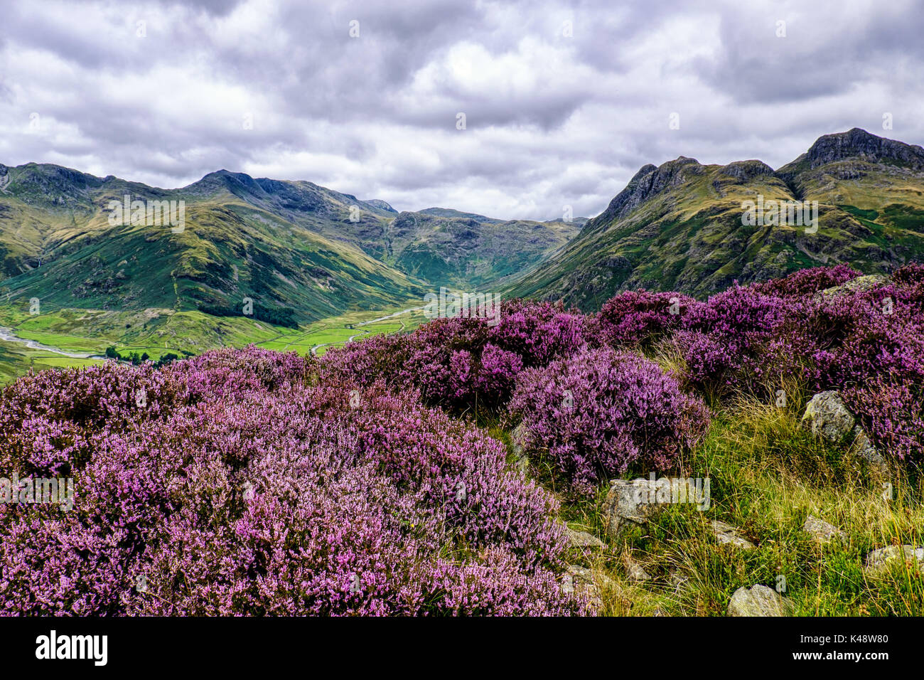 Purple heather in bloom on Side Pike, Langdale, Lake District, Cumbria ...