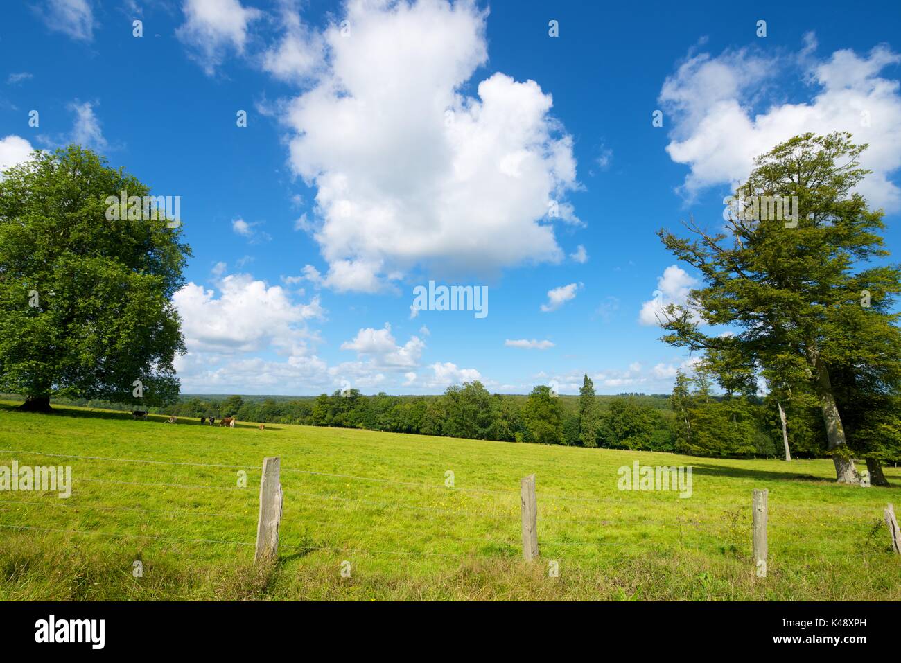 Green meadow with trees in Normandy, France Stock Photo - Alamy
