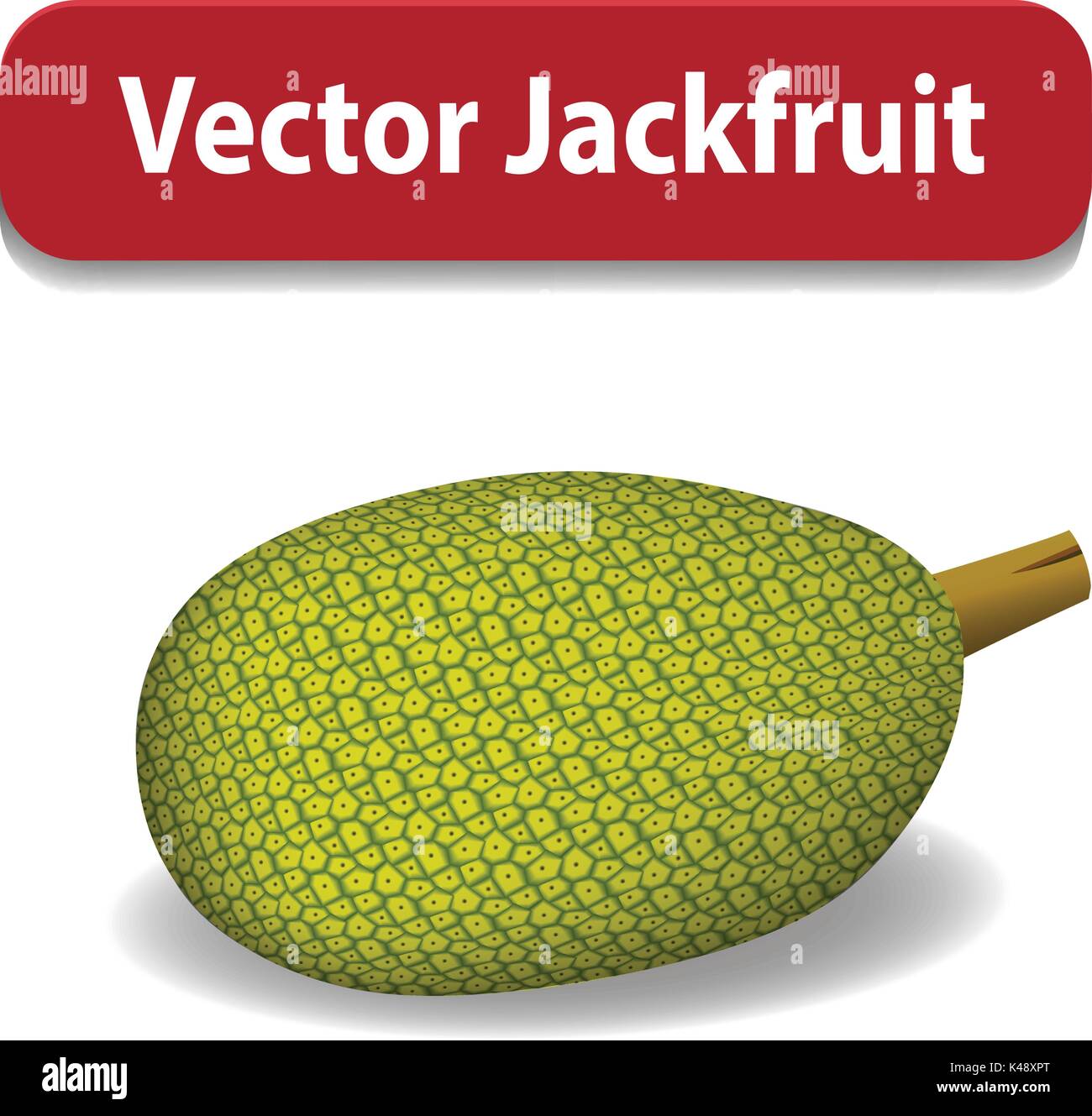 Fruit tropical jackfruit large Stock Vector Images - Alamy