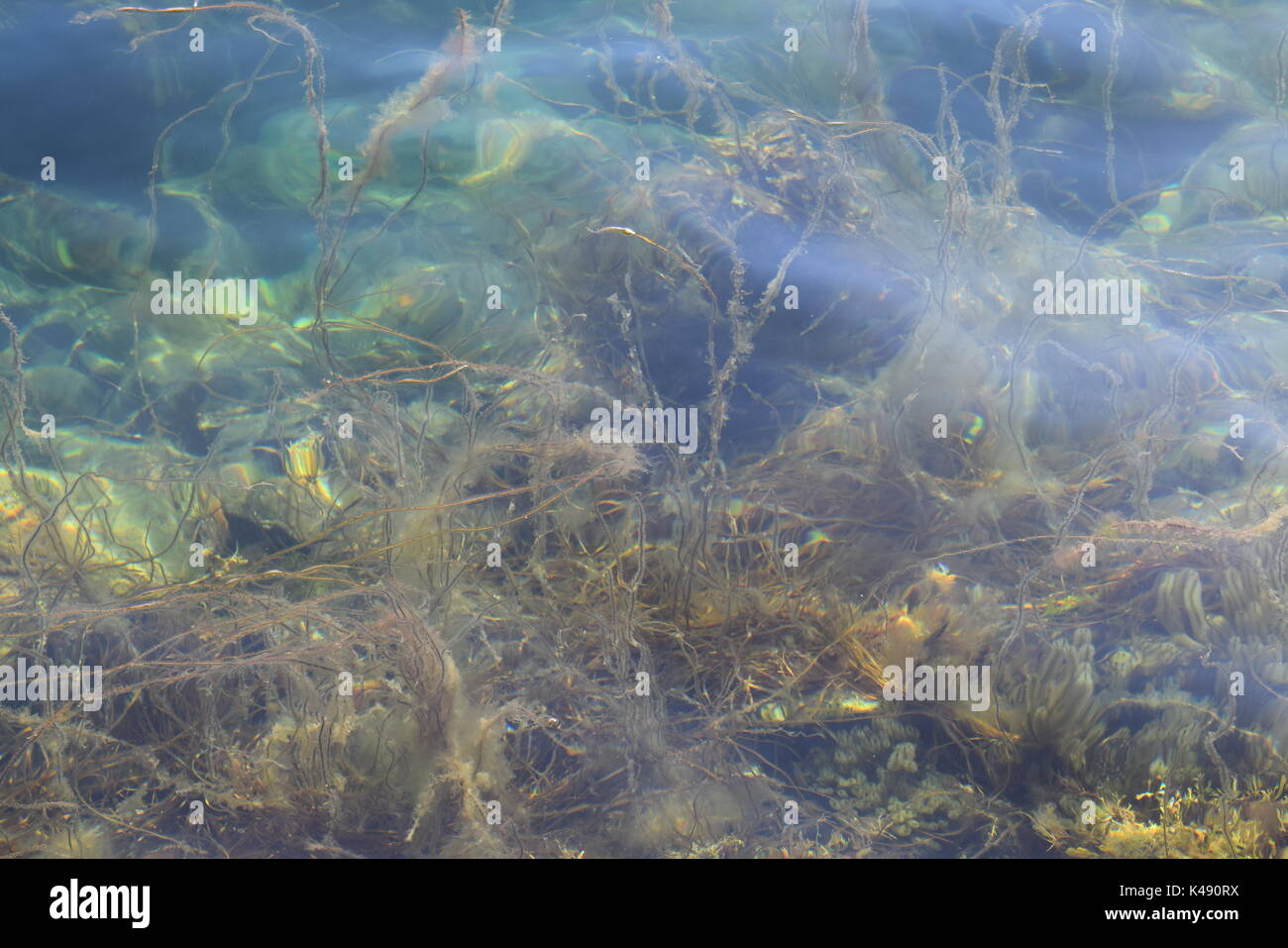 Norway underwater hi-res stock photography and images - Alamy