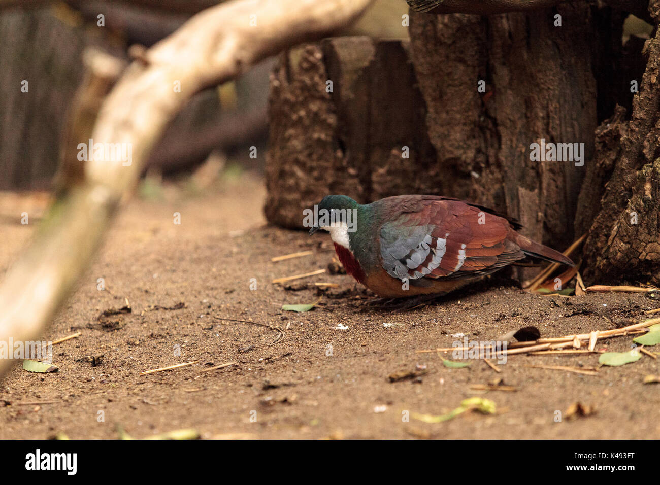 Southeastern mindanao hi-res stock photography and images - Alamy