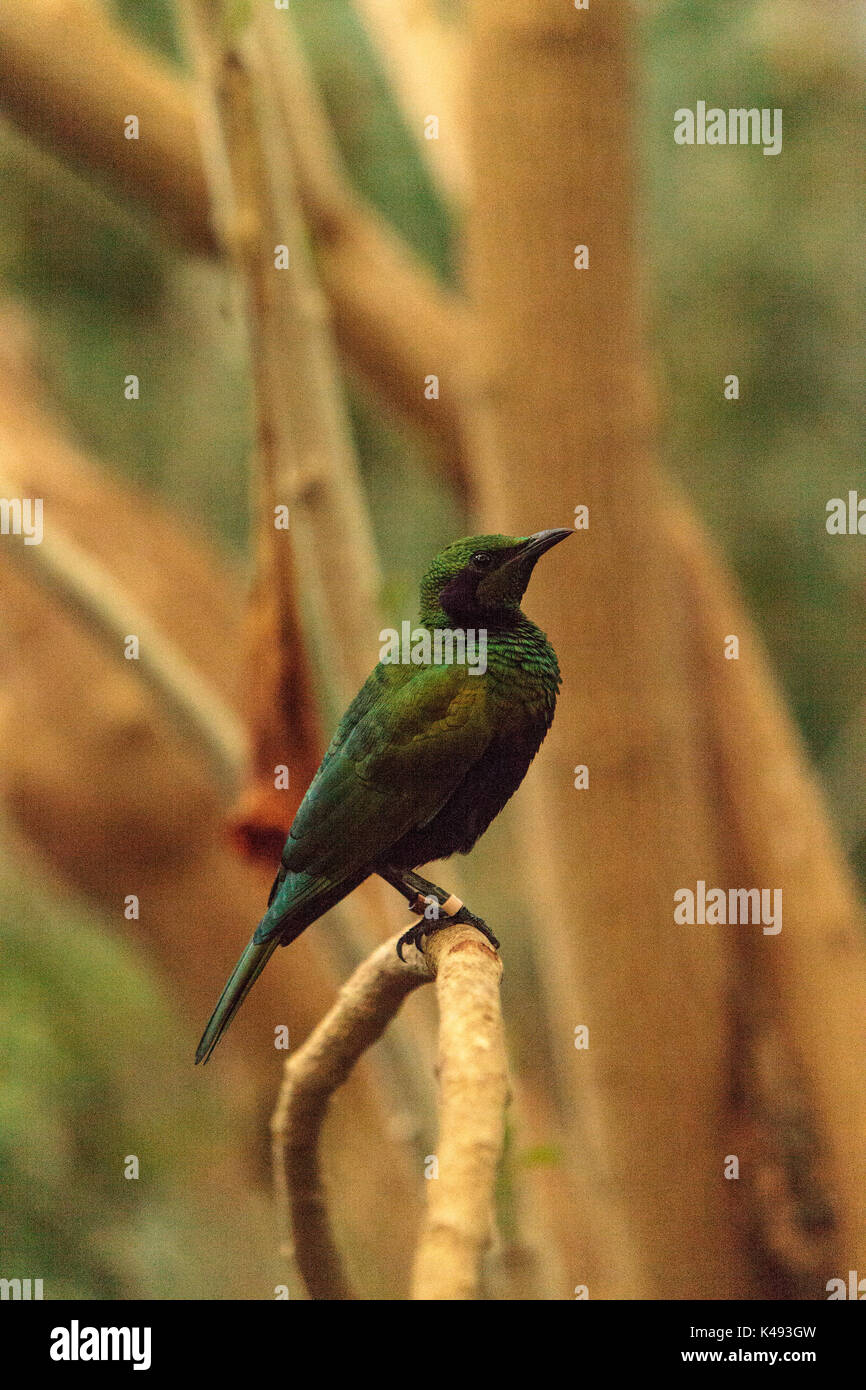 Emerald starling bird known as Lamprotornis iris is a beautiful green ...