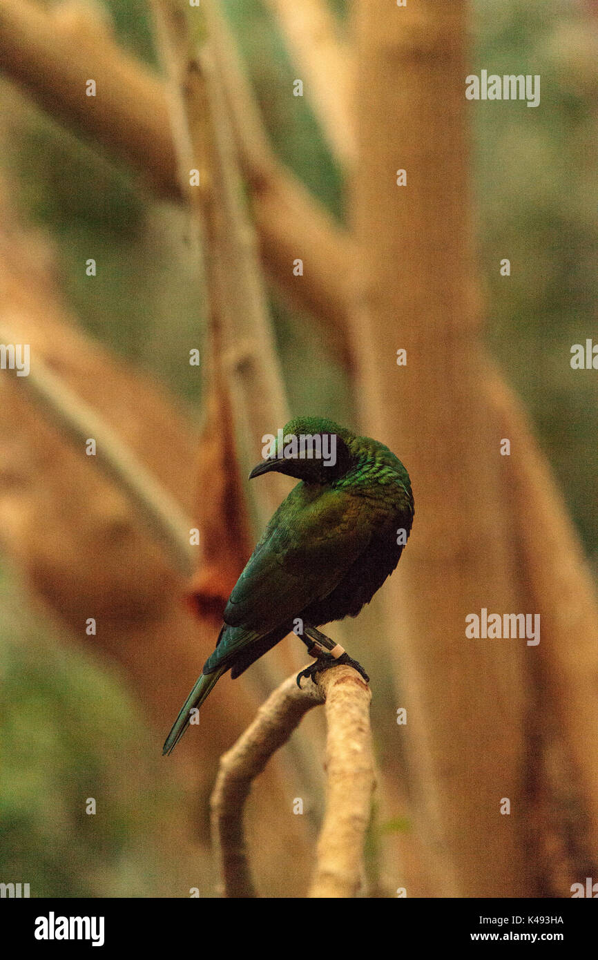 Emerald starling bird known as Lamprotornis iris is a beautiful green ...