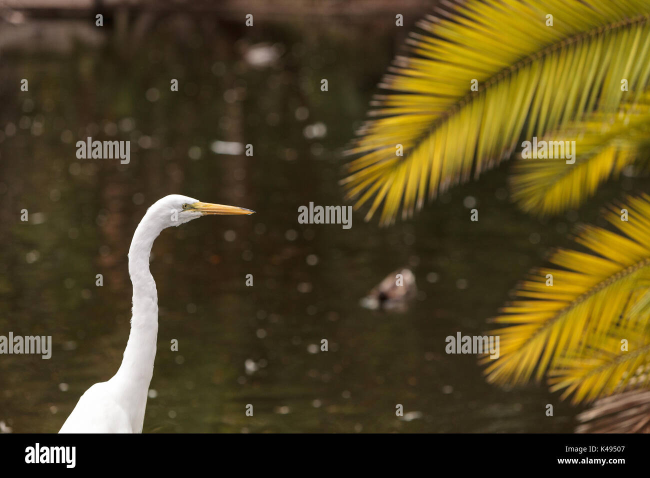 Upper bird stands hi-res stock photography and images - Alamy