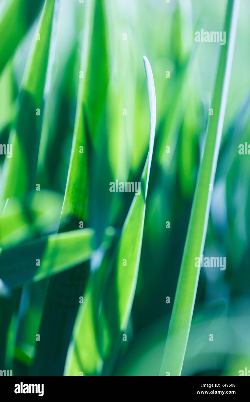 Soft grass hi-res stock photography and images - Alamy