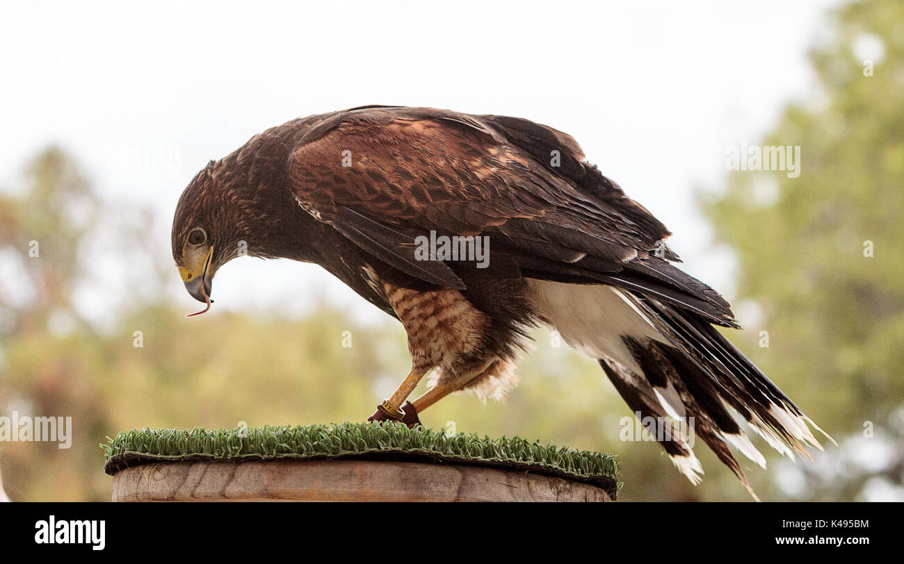 Harris Hawk Parabuteo unicinctus a bird of prey on a perch in captivity ...
