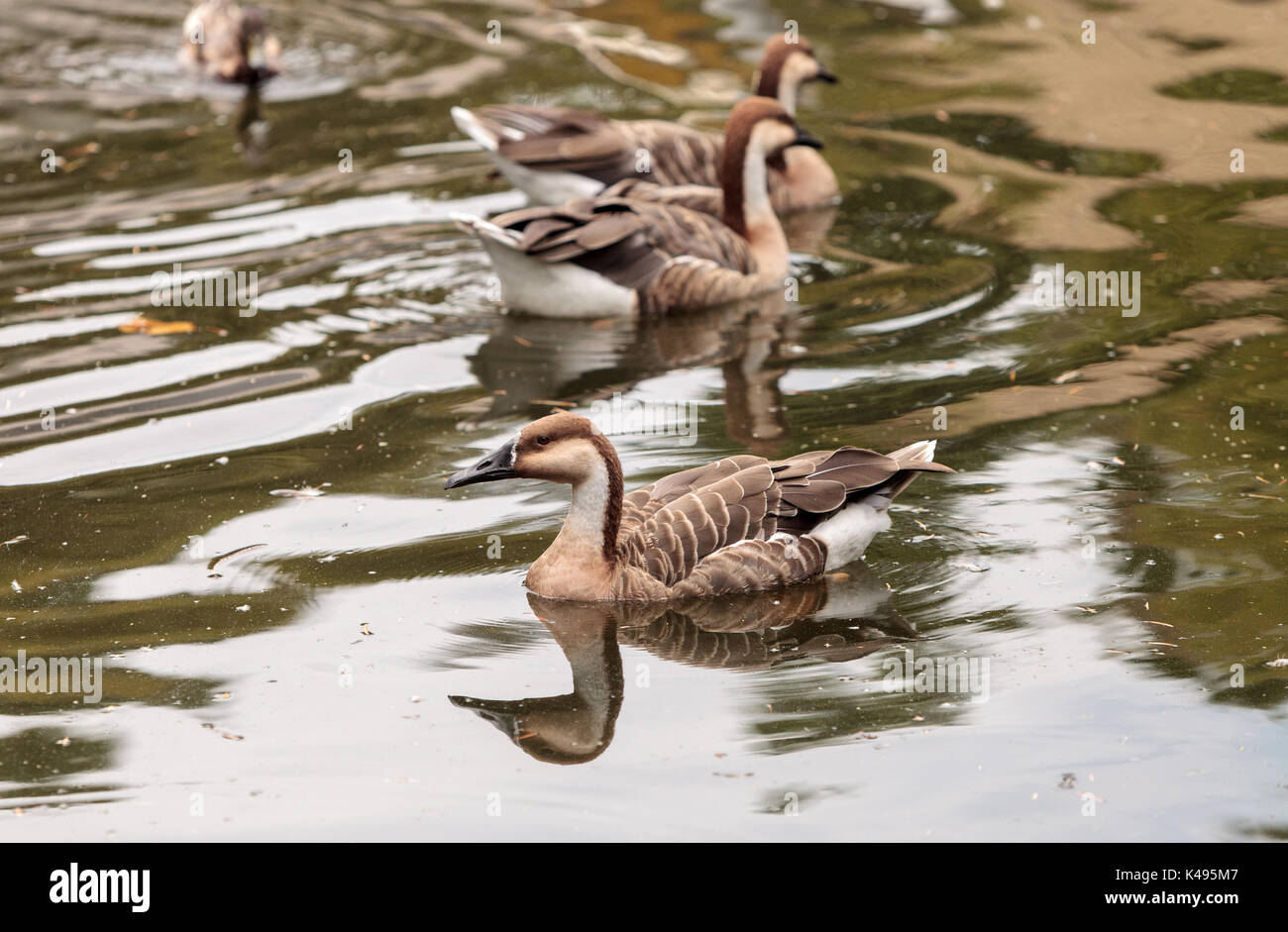 Branta sandvicensis spring hi-res stock photography and images - Alamy