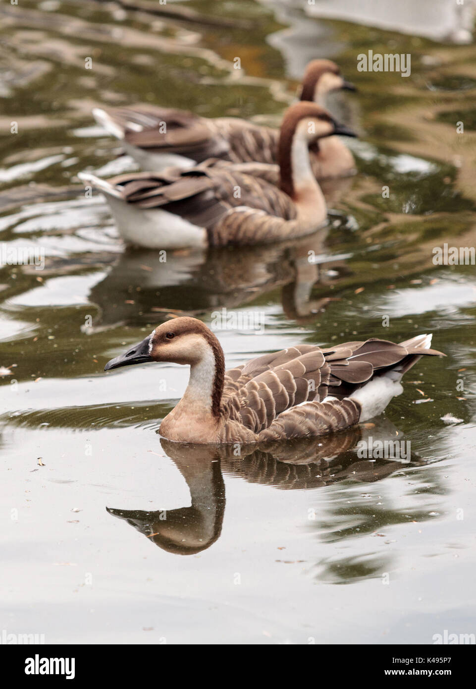 Branta sandvicensis spring hi-res stock photography and images - Alamy