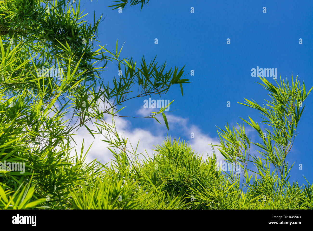 Bamboo tree tops hi-res stock photography and images - Alamy