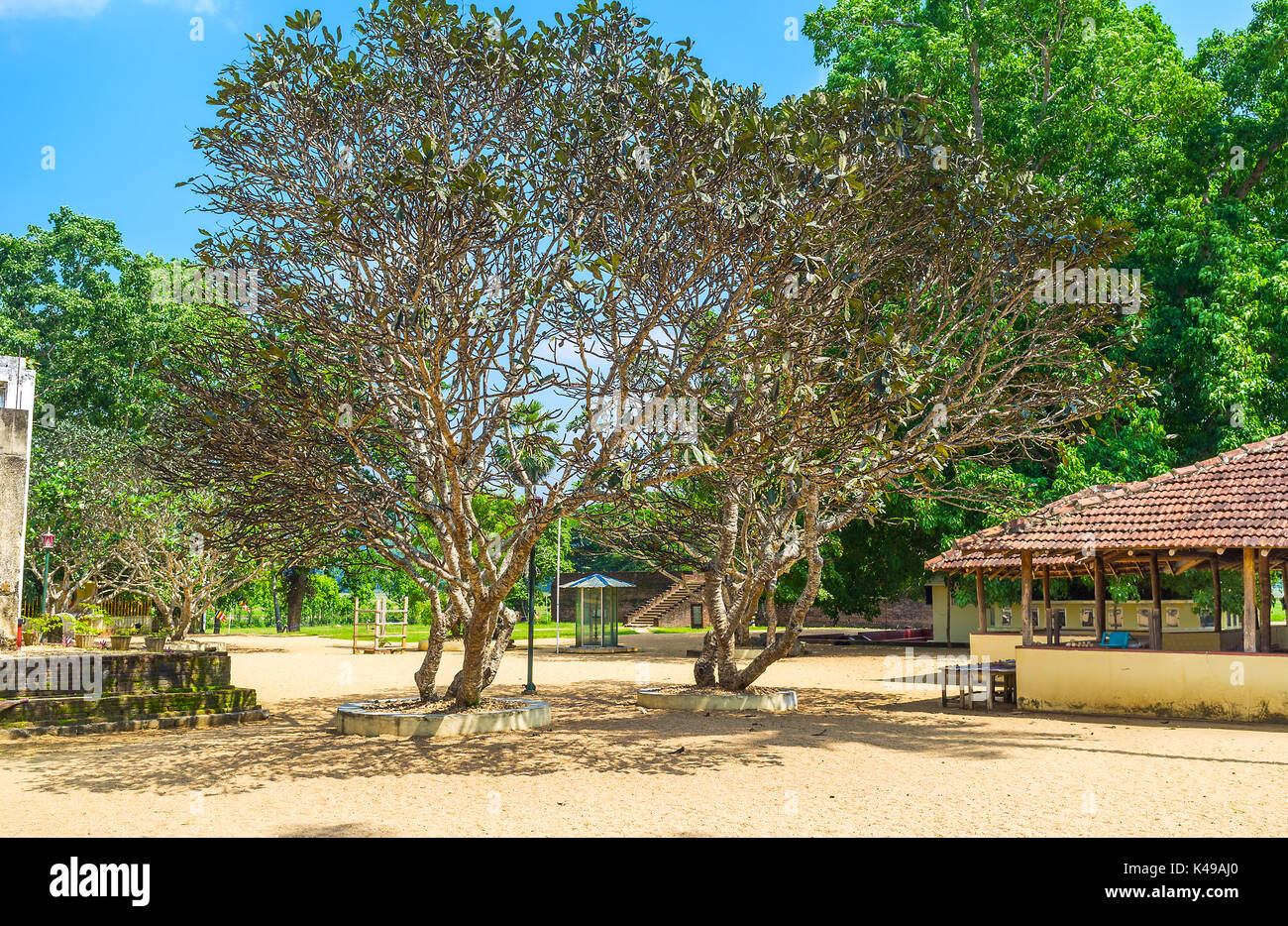 The Dematamal vihara boasts variety of trees planted on the perimeted ...