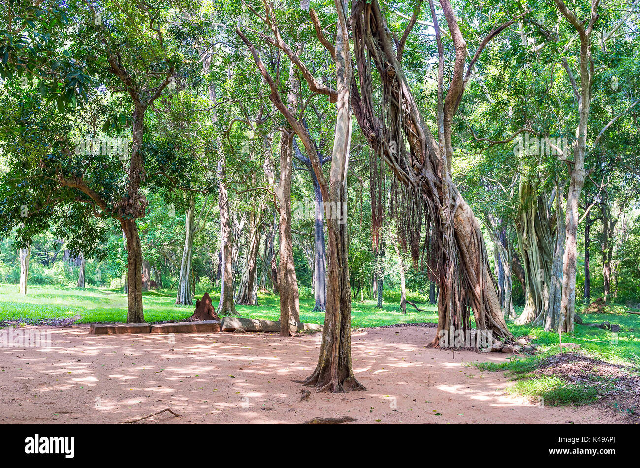Banyan tree is one of the most amazing trees in Sri Lanka Stock Photo ...
