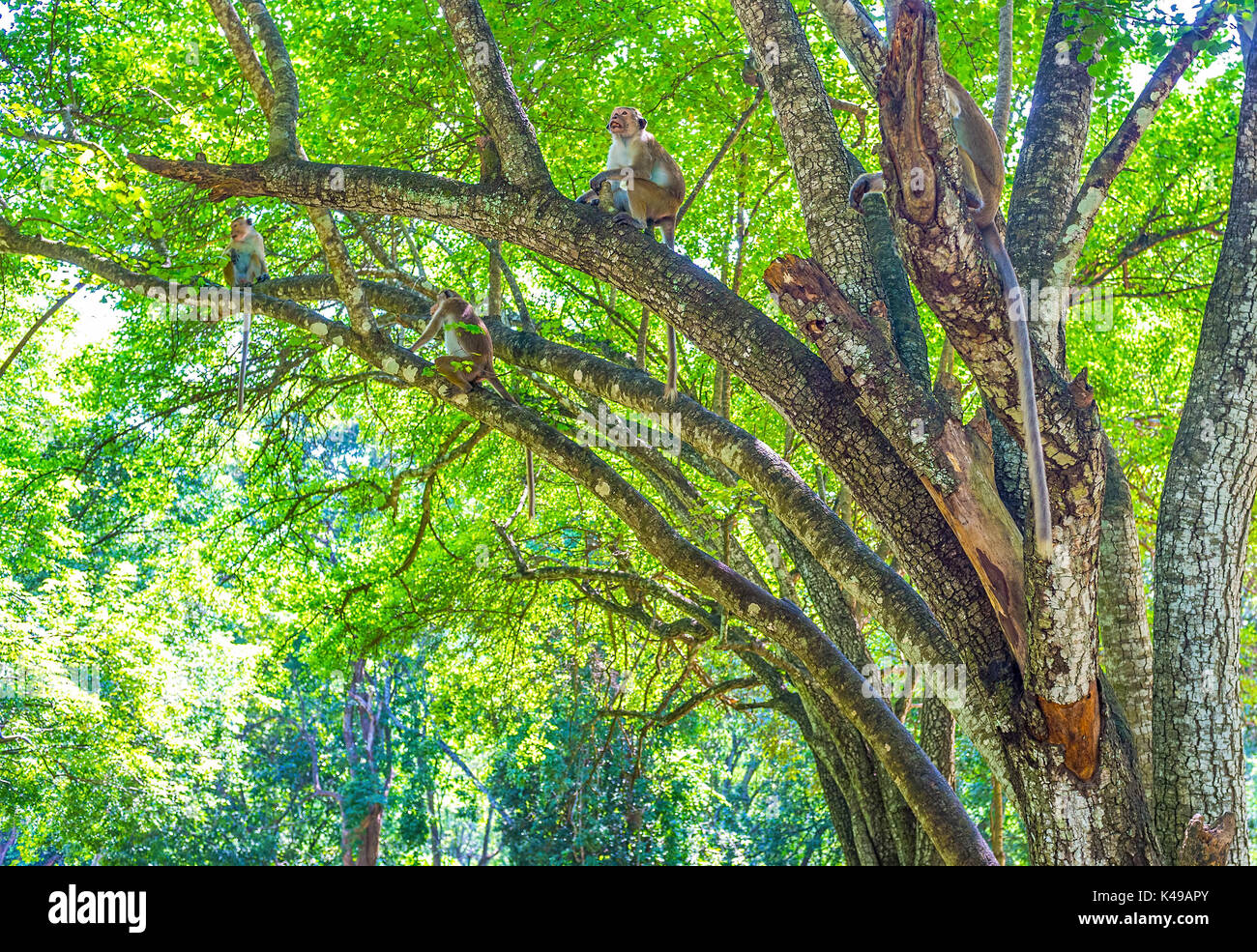 Family of monkeys sitting on the tree in park next to Maligawila srines ...