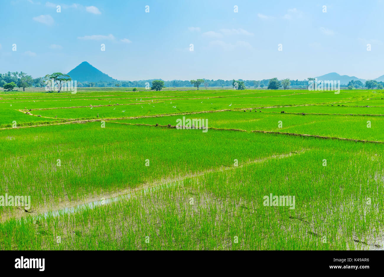 Sri Lankan Uva province boasts huge territories planted with rise Stock ...