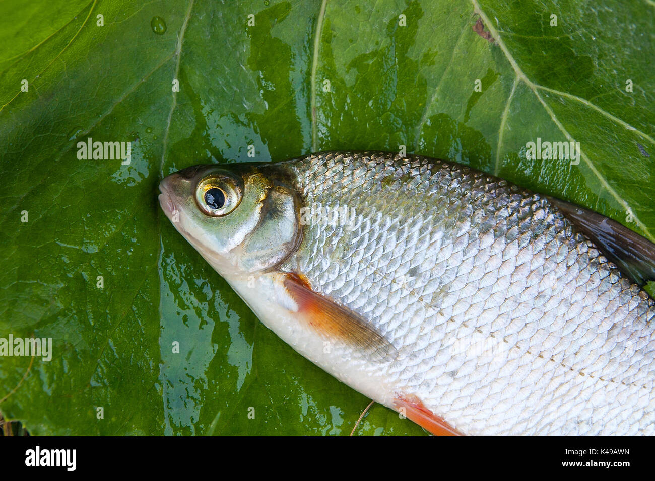 Silver fish scales hi-res stock photography and images - Alamy
