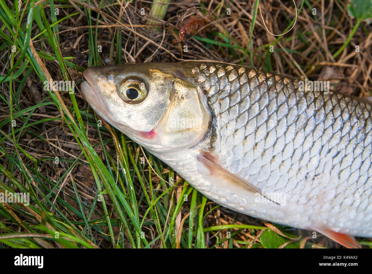 Close up view of the just taken from the water freshwater chub fish ...