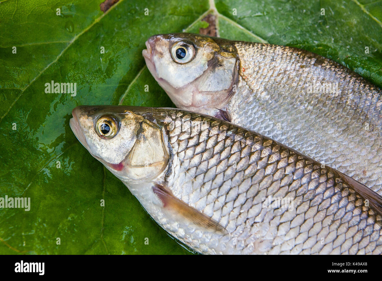 Several just taken from the water freshwater common bream known as ...