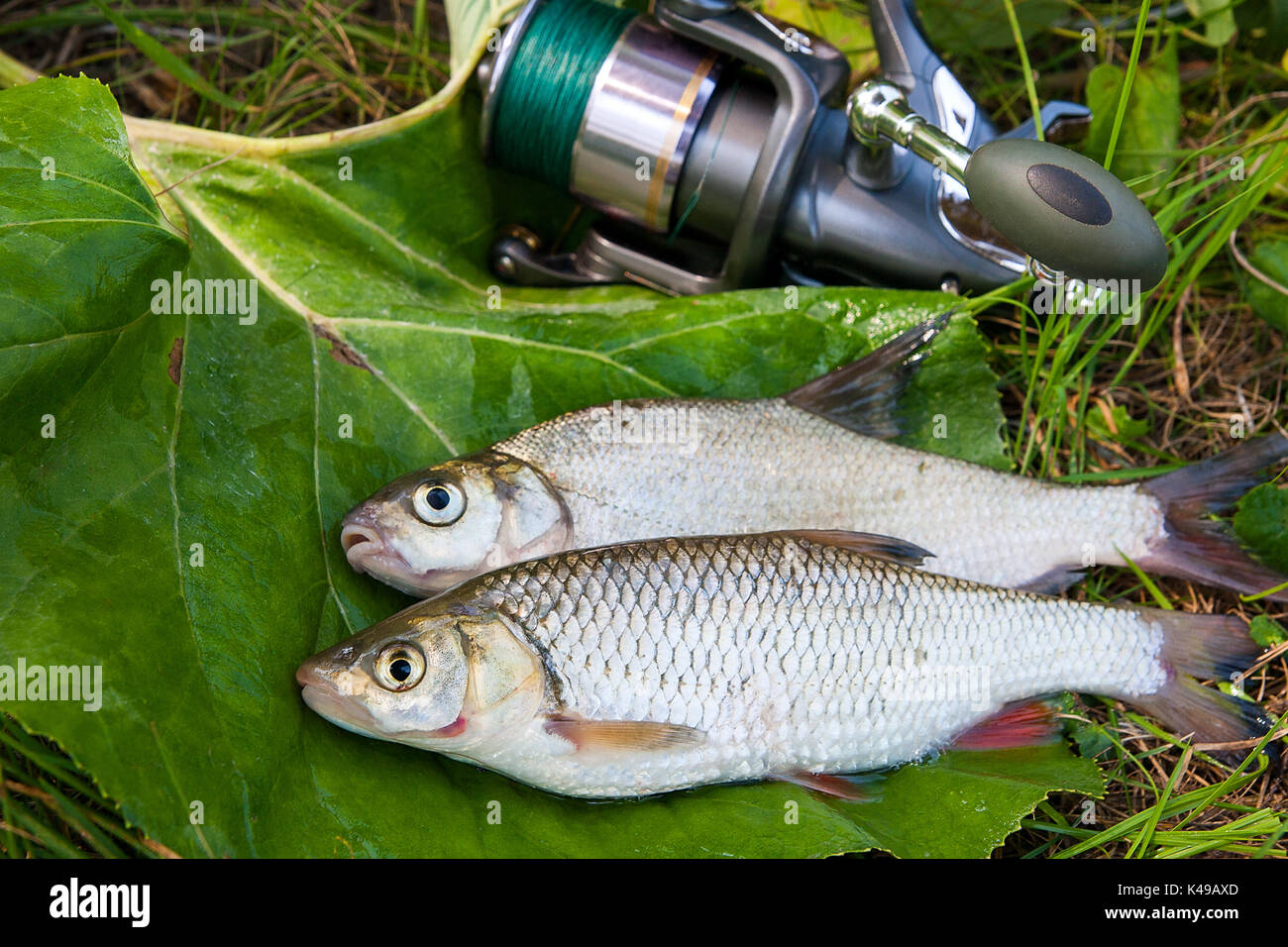 Several just taken from the water freshwater common bream known as ...