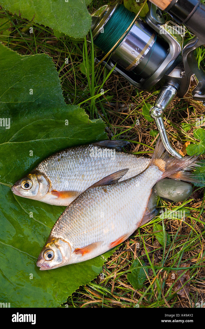 Close up view of just taken from the water two freshwater white bream ...