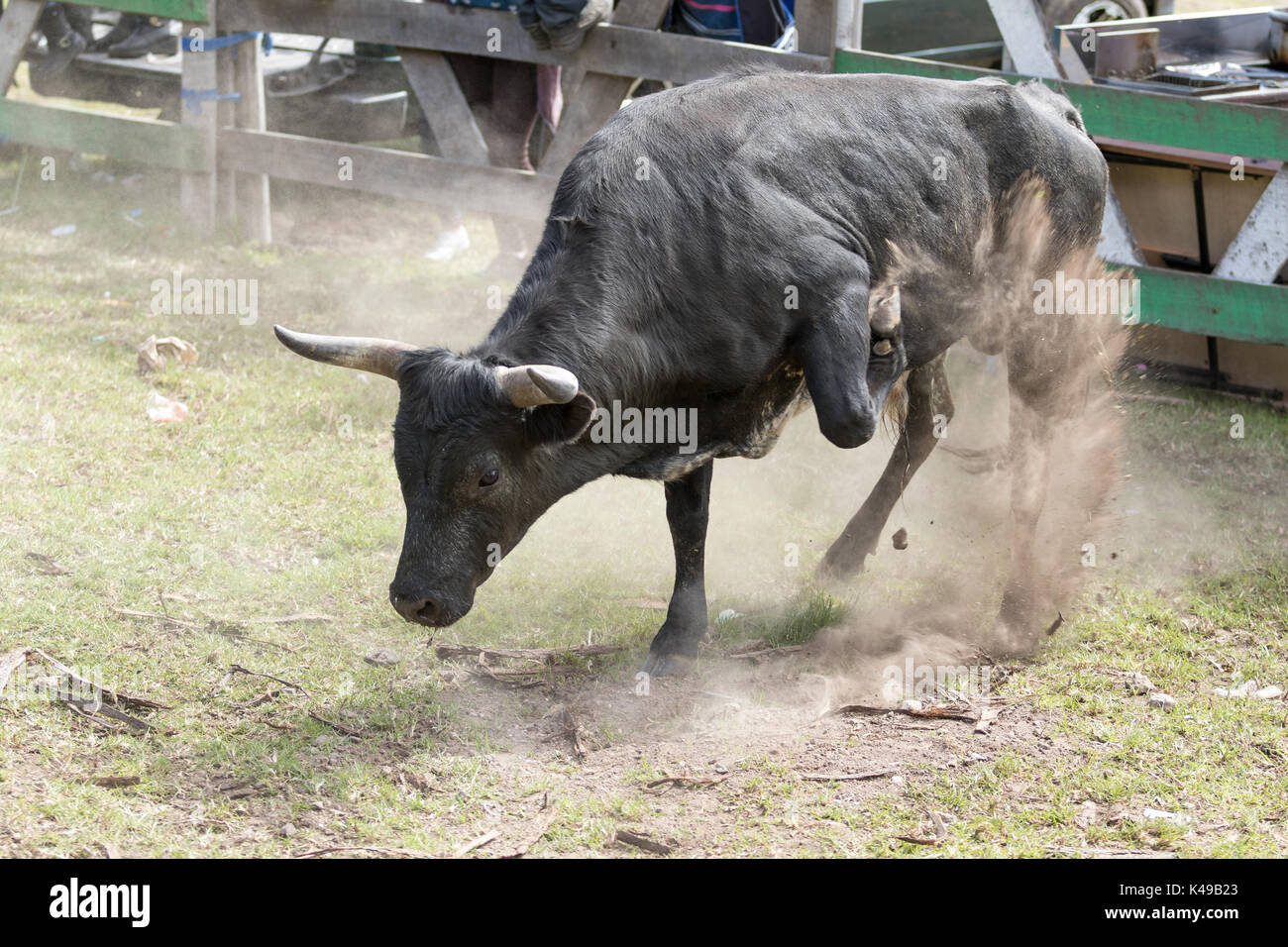 May 28, 2017 Sangolqui, Ecuador: charging bull throwing dust in the air ...
