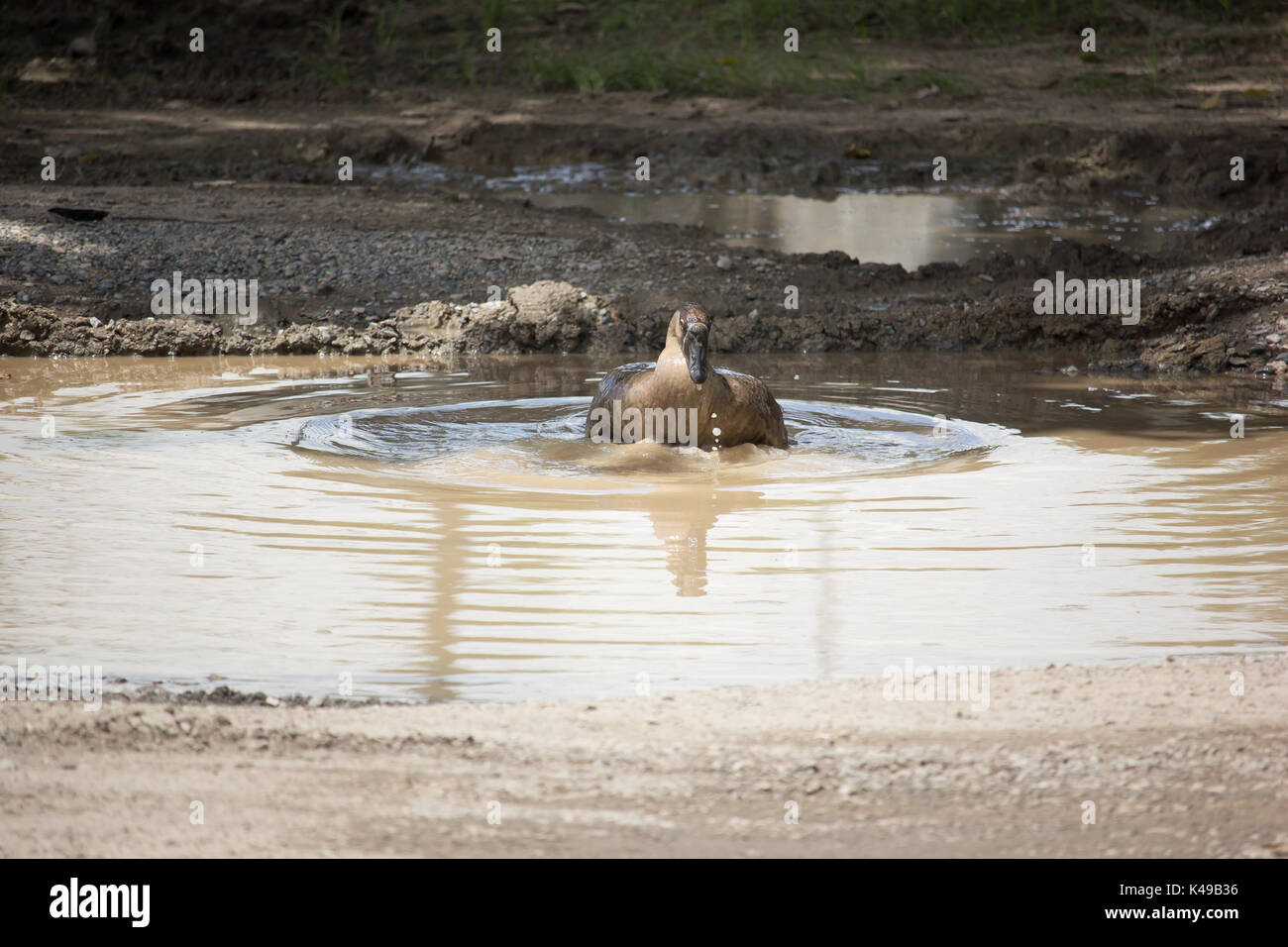 Close up One duck playing in mud water Stock Photo - Alamy