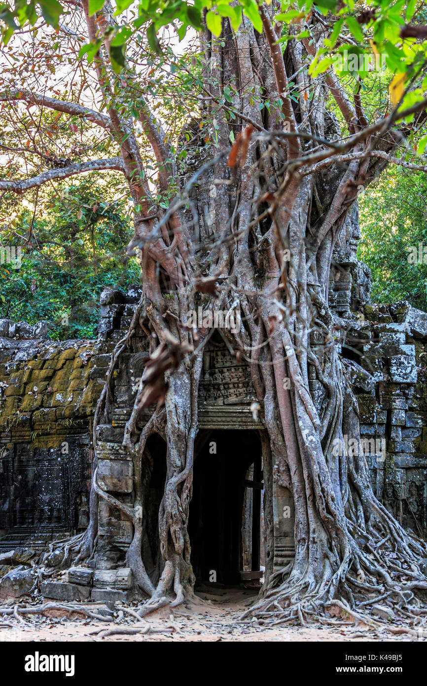 Ancient stone door and tree roots in ruins of buddhist khmer temple ...