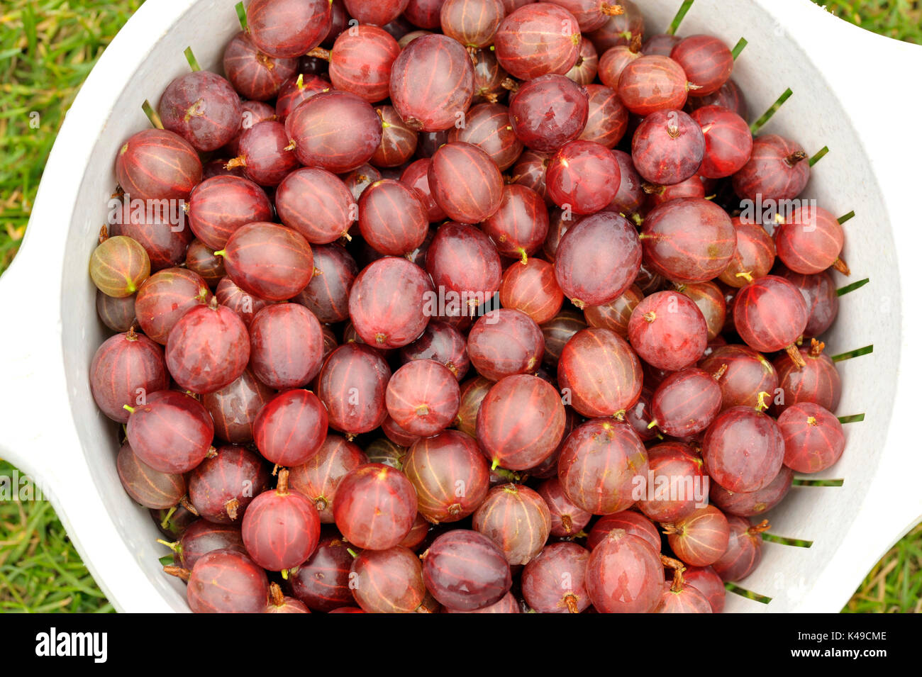 Red gooseberries freshly picked, culinary European Gooseberry fruits ...