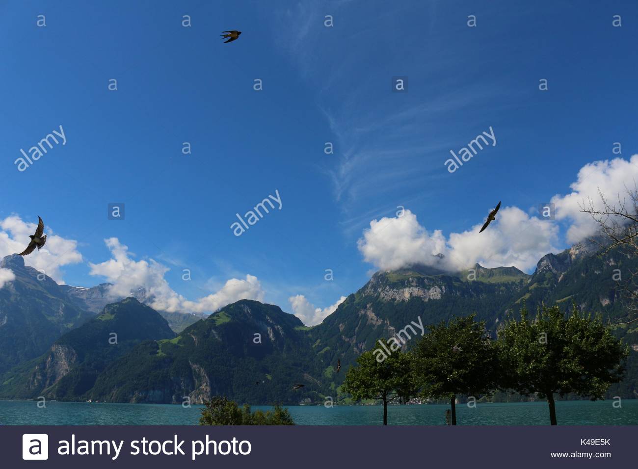 Swallow Flying Over Water Stock Photos & Swallow Flying Over Water ...