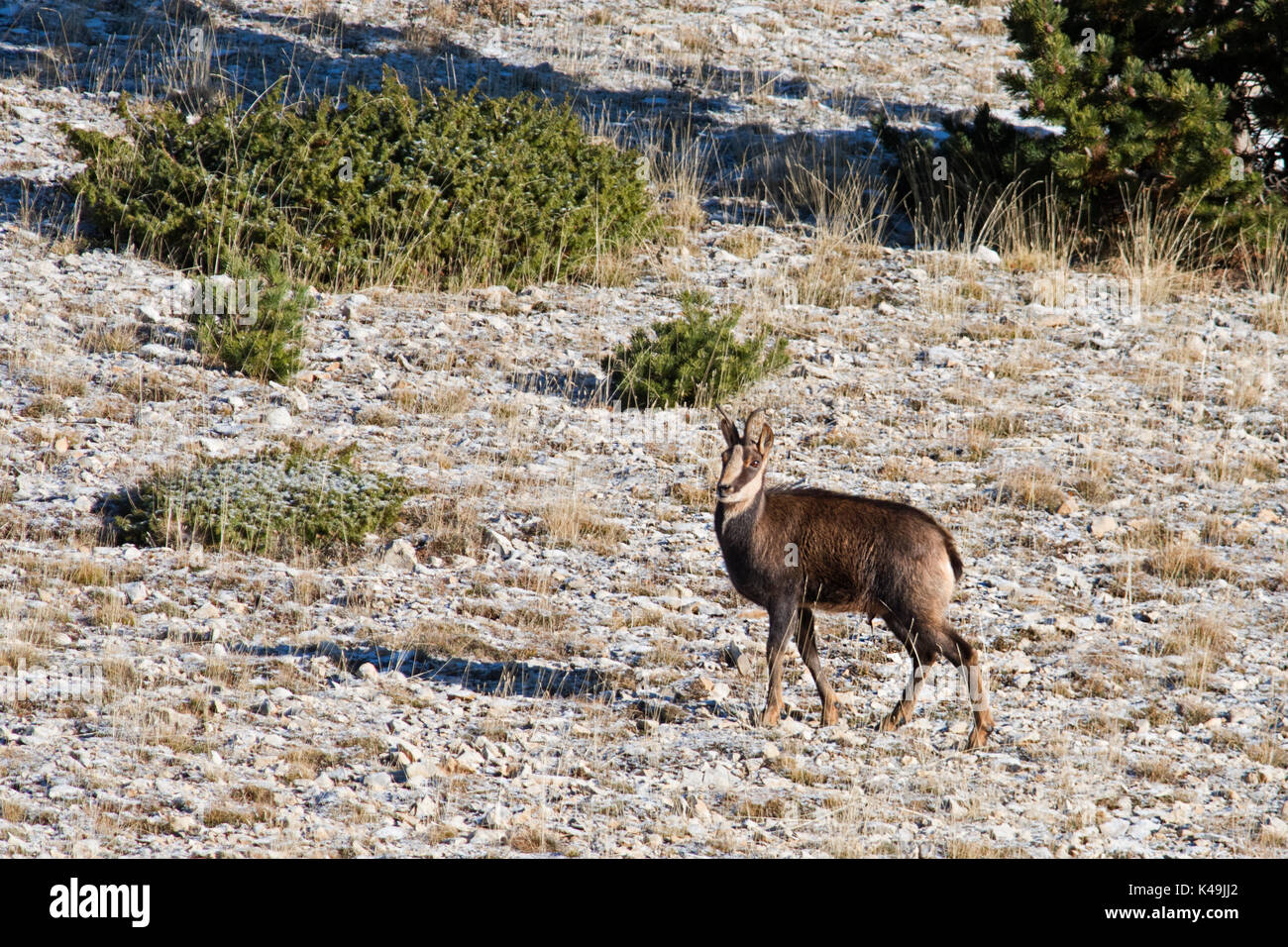 Spanish chamoix hi-res stock photography and images - Alamy