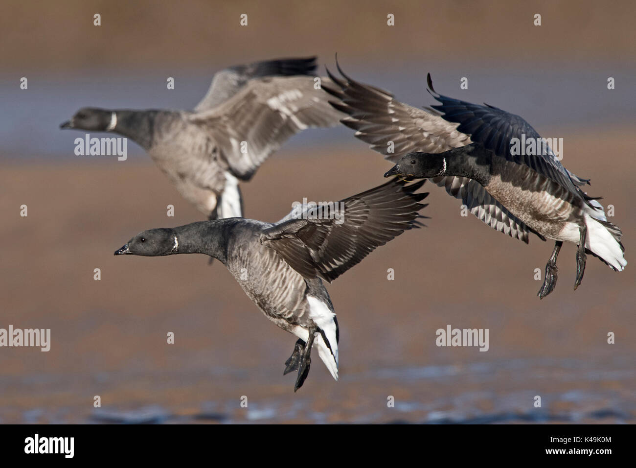 Dark-bellied Brent Geese Branta bernicla Brancaster Norfolk winter ...