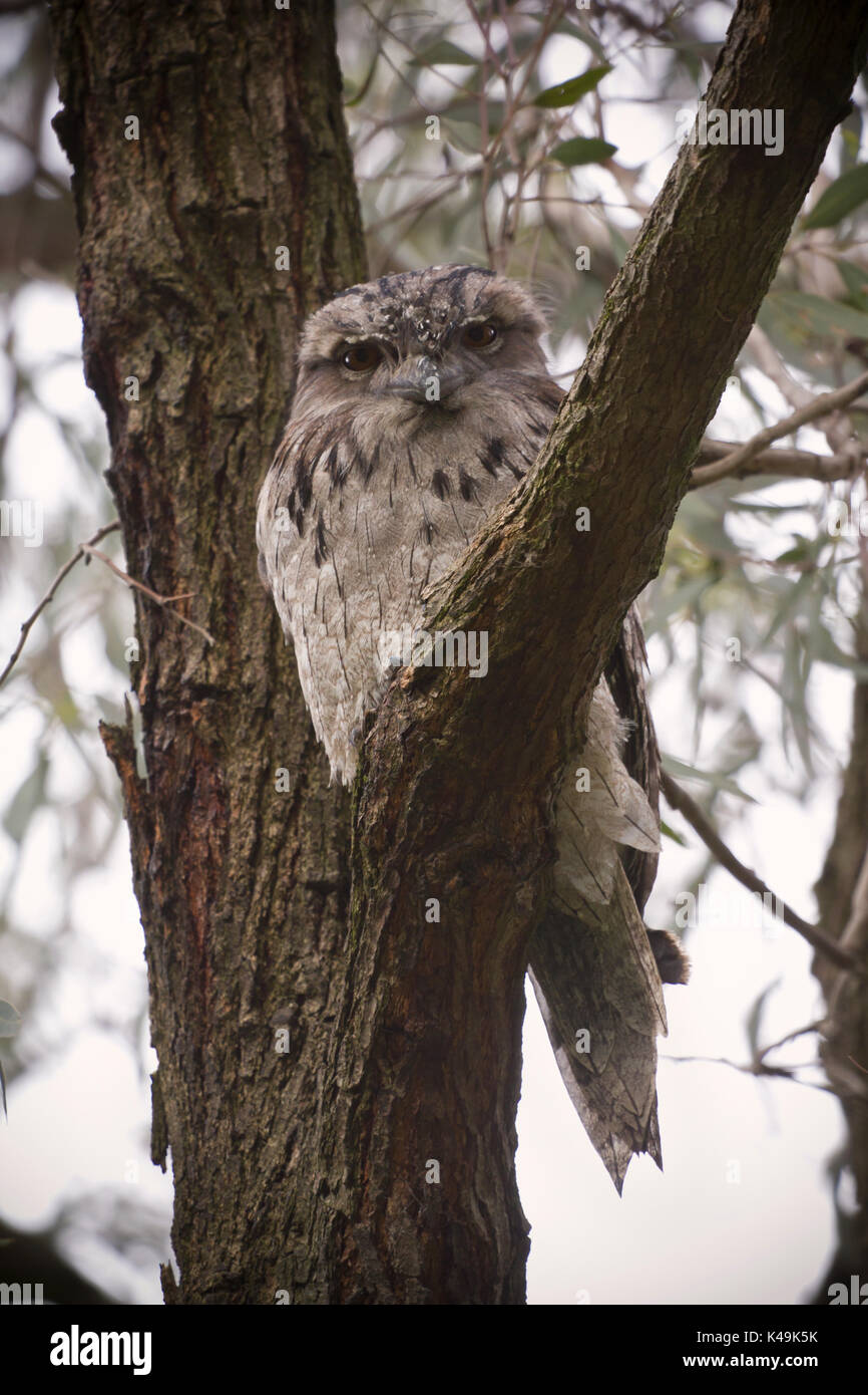 Big headed bird hi-res stock photography and images - Alamy
