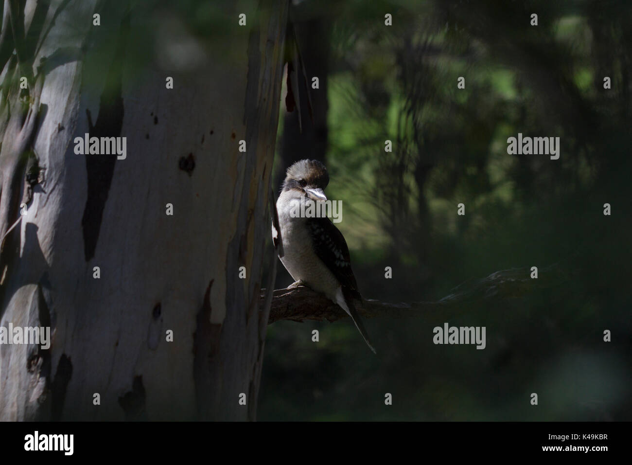 Terrestrial birds hi-res stock photography and images - Alamy