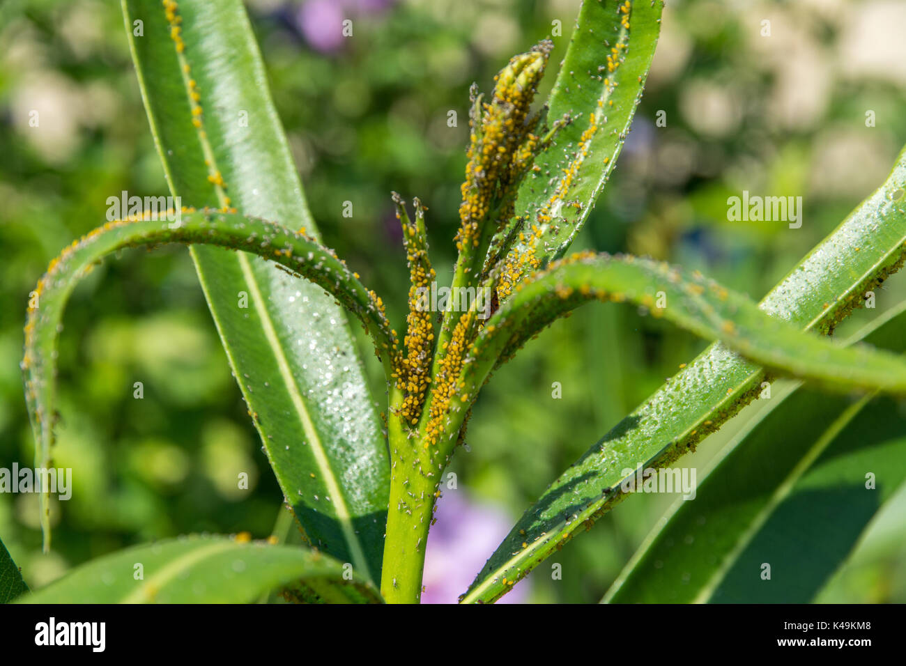 Insect lice hi-res stock photography and images - Alamy