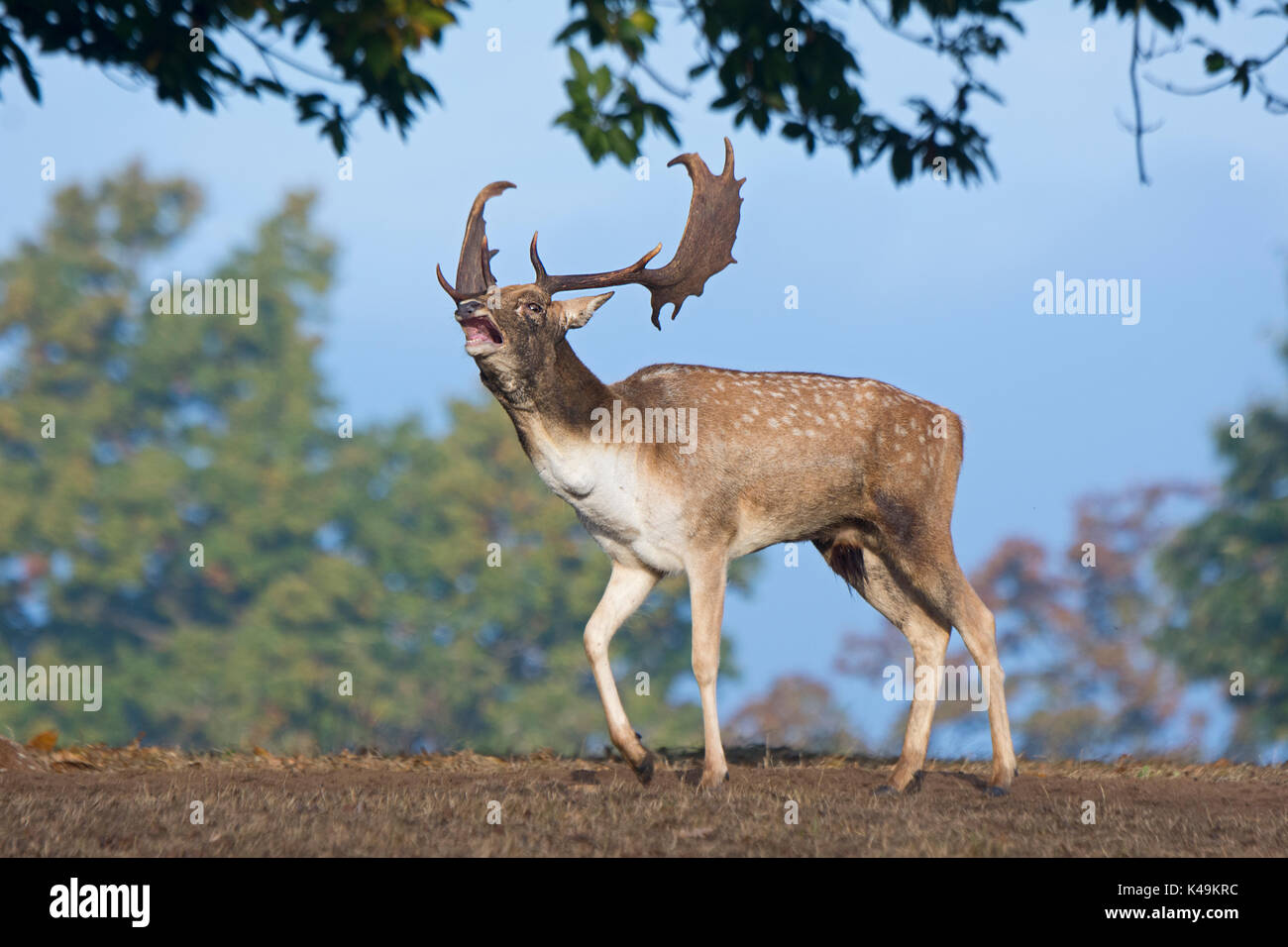 Fallow Deer Dama dama bucks during rut Sevenoaks Kent October Stock ...