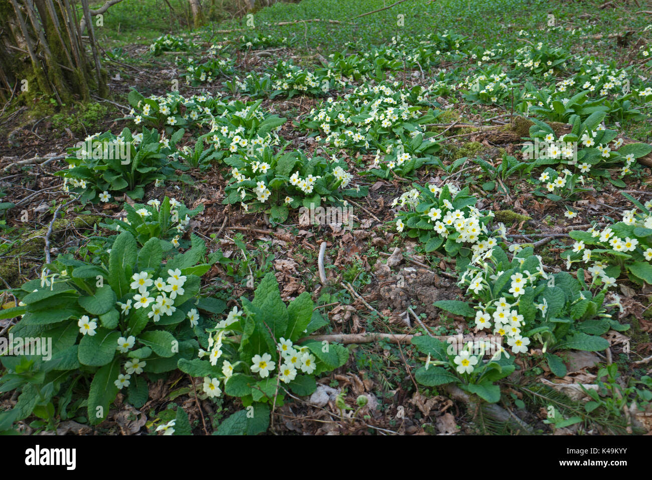 Primrose Primula vulgaris growing in coppiced hazel woodland in North ...