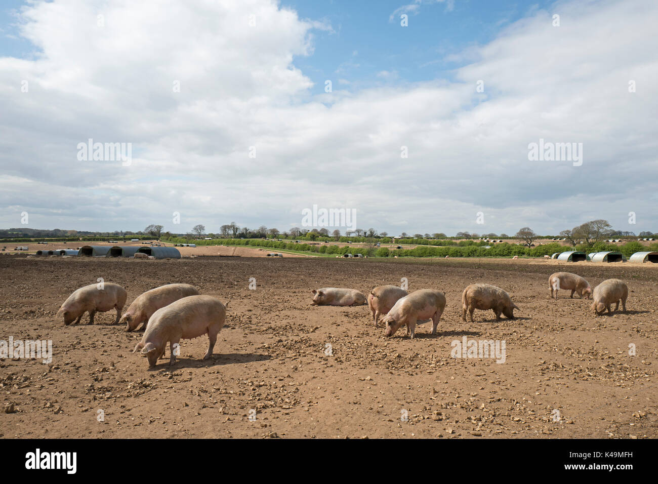 Pig Farming North Norfolk Stock Photo - Alamy