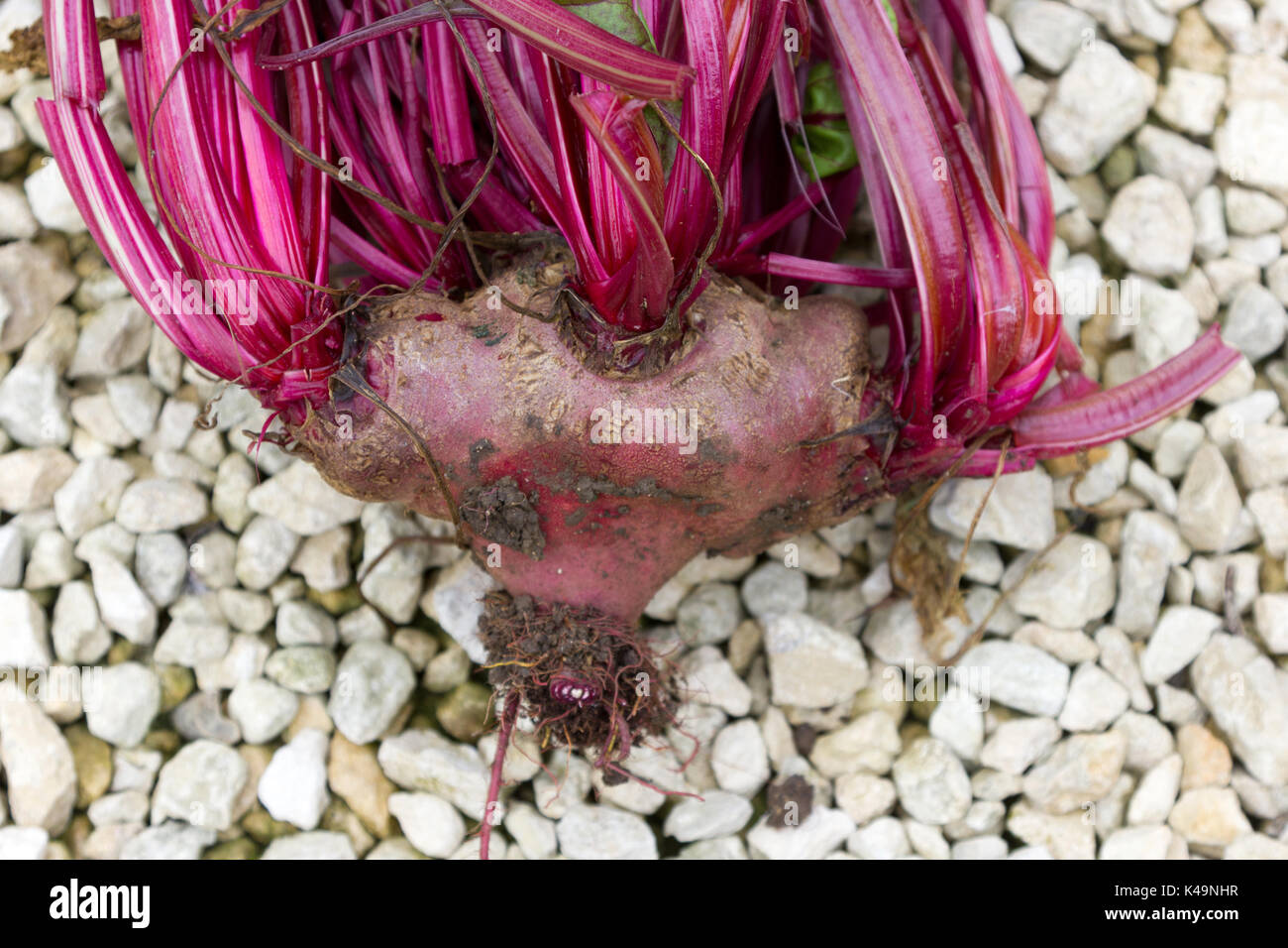 Purple stemmed plants hi-res stock photography and images - Alamy